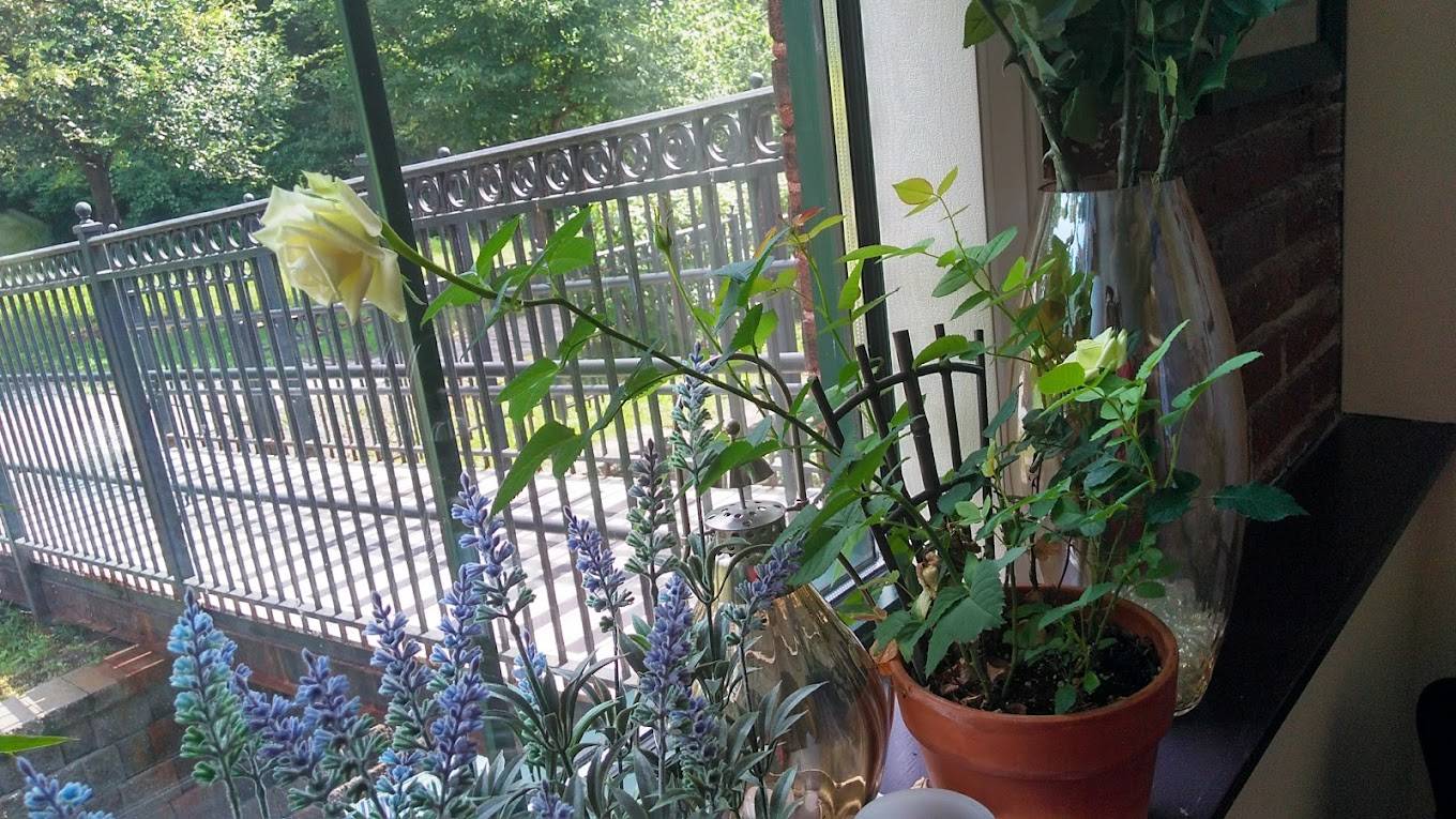 Behavioral Health Network, Inc. - Springfield, MA | Rehab.com